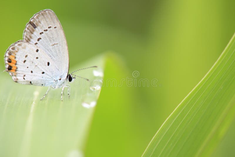 Short-tailed blue stock image. Image of insect, green - 32327373