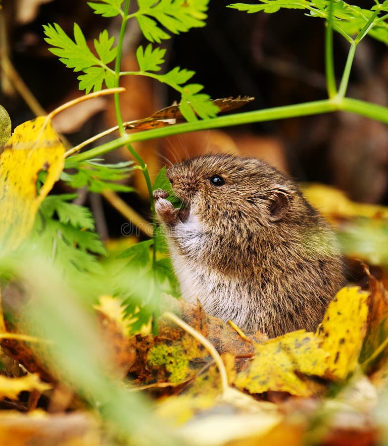 Short-tailed Field Vole, Short-tailed Vole, or Field Vole (Microtus ...