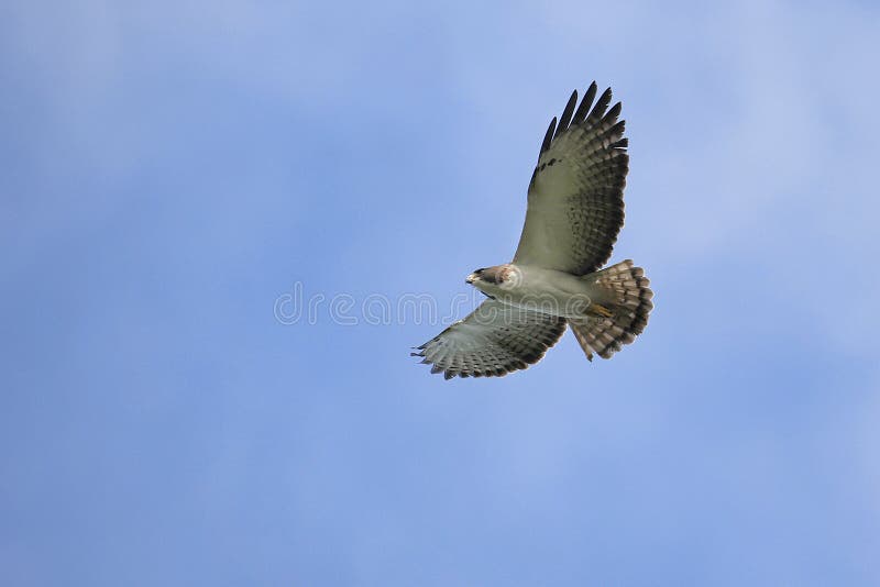 Red Tailed Hawk stock image. Image of feather, immature - 64373613