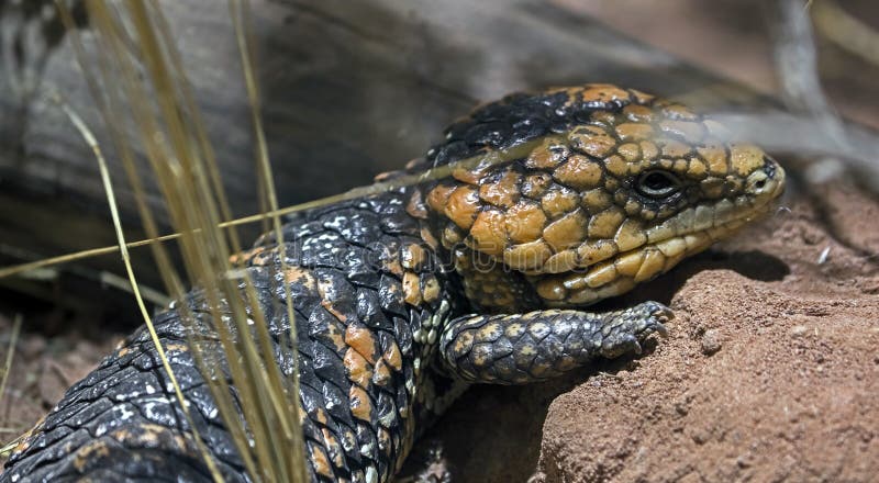 Short-tailed skink 1 stock photo. Image of ecology, ugly - 21388444
