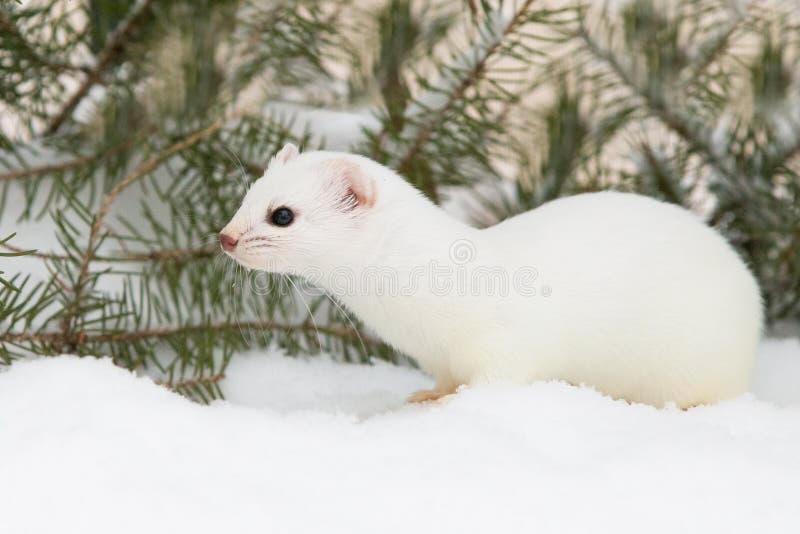 Short-tailed Weasel in Winter Stock Image - Image of mammalia, ermine ...