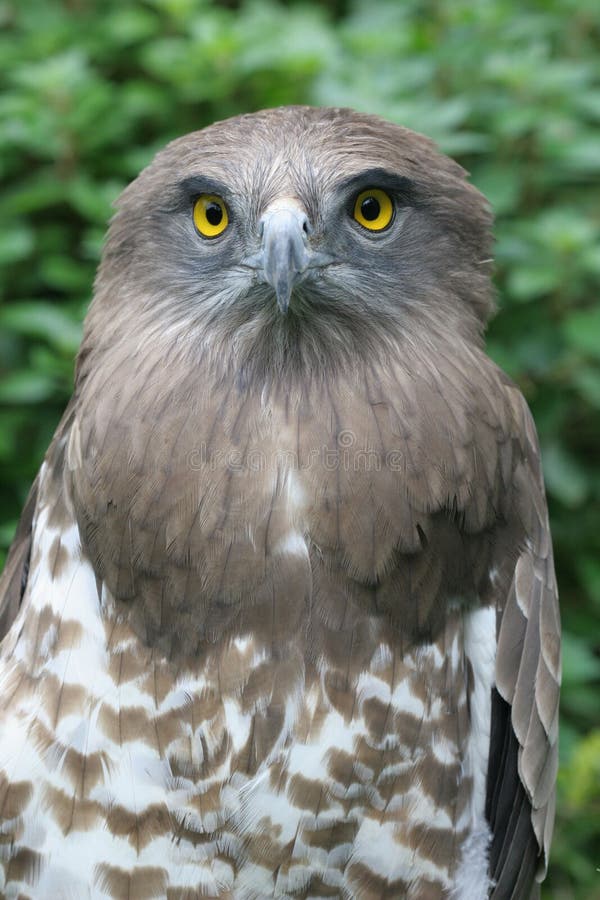 Short toed Eagle stock image. Image of feathers, toed - 27978313