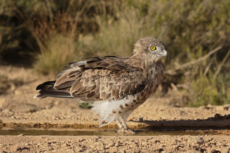 Short-toed Eagle, Circaetus Gallicus Stock Image - Image of toed, bird ...