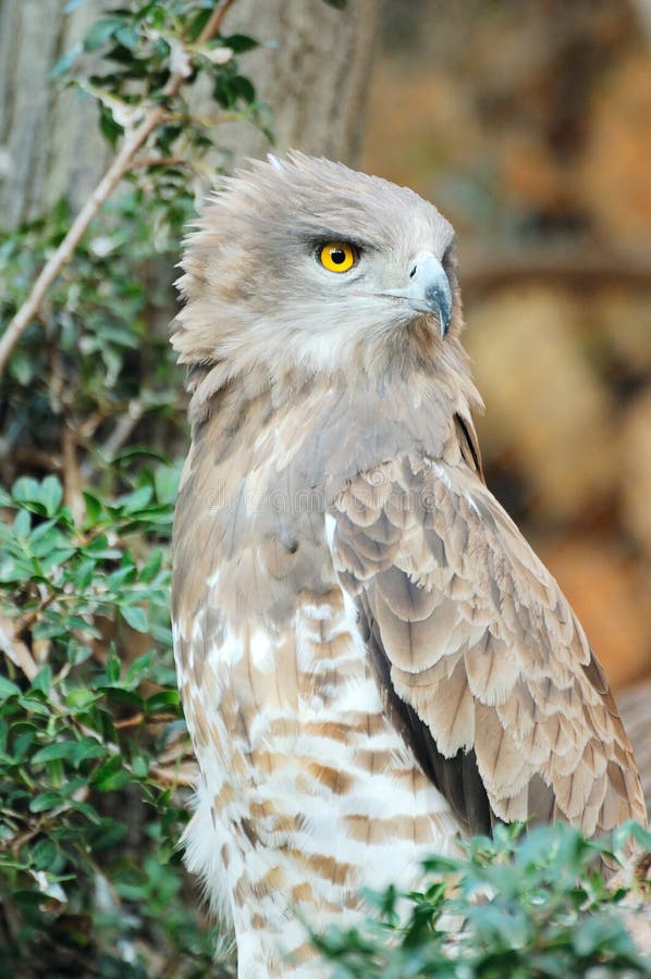 Short Toed Eagle ( Circaetus Gallicus ) Stock Image - Image of power ...