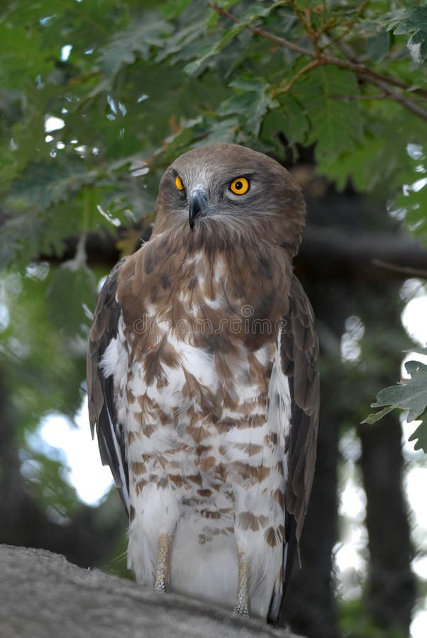 Short-toed eagle eyes stock photo. Image of nature, eagle - 26240458