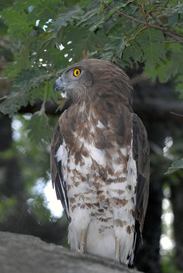 Short-toed Eagle Eyes among the Oaks Stock Photo - Image of animal ...