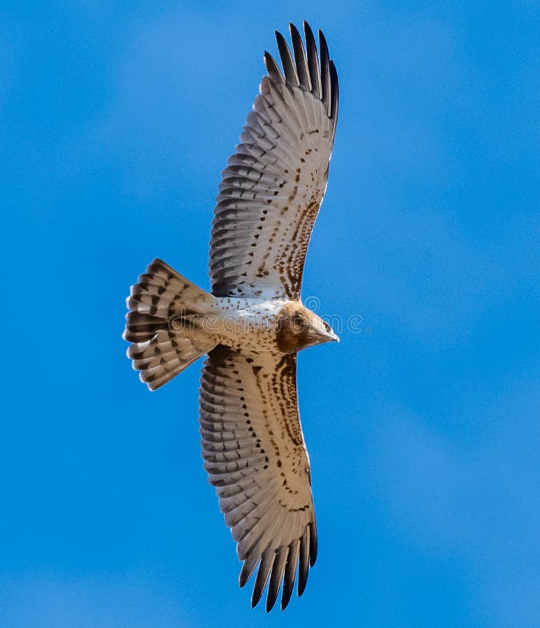 A short toed Eagle stock photo. Image of hour, foraging - 130855700