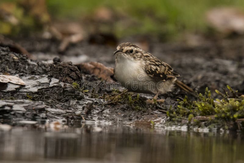 Short Toed Tree-creeper, Certhia Brachydactyla Stock Image - Image of ...