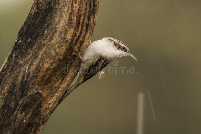 Short Toed Tree-creeper, Certhia Brachydactyla Stock Image - Image of ...