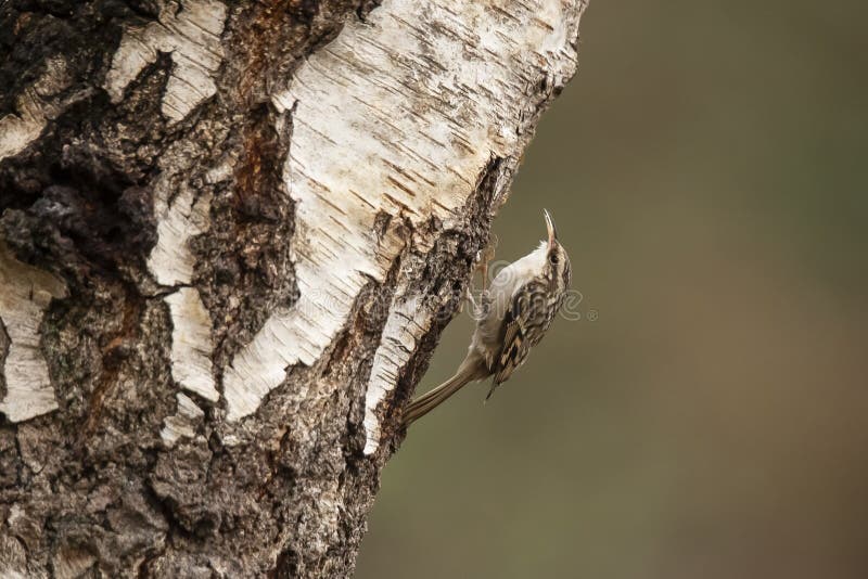 Short Toed Tree-creeper, Certhia Brachydactyla Stock Photo - Image of ...