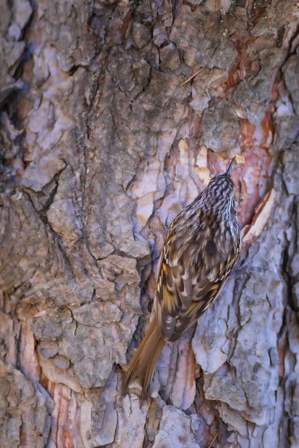 Cute Bird Climbing Tree. Forest Bird. Nature Background. Short Toed ...