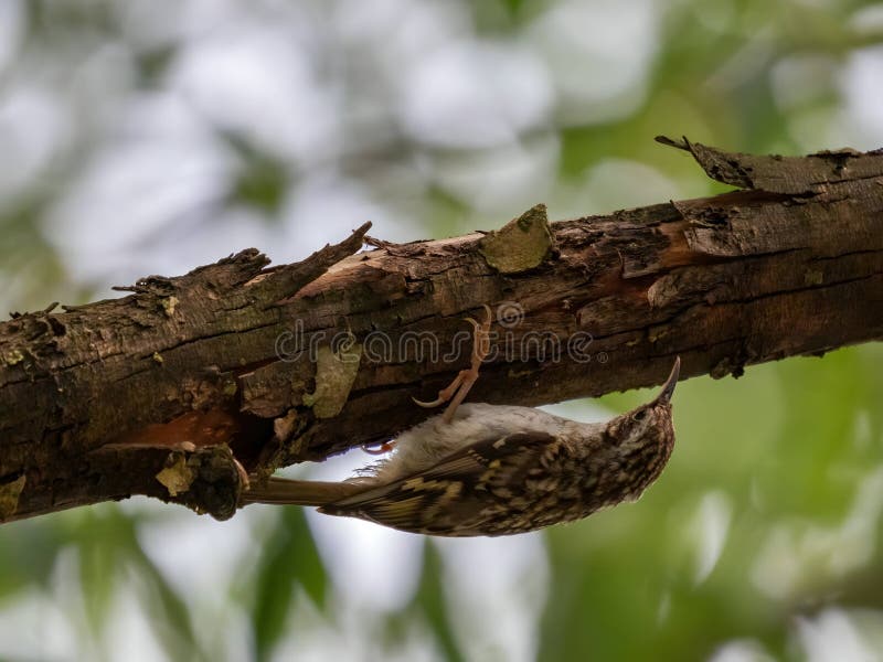 Short-toed Treecreeper on a Tree Trunk Stock Image - Image of bungalow ...