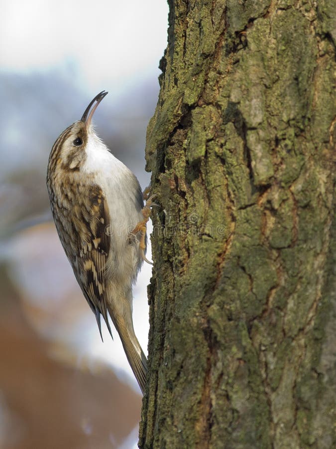 Short-toed treecreeper stock photo. Image of bird, tree - 36364400