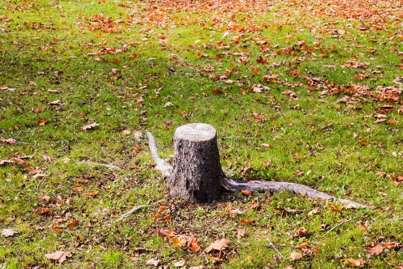 Short Tree Stump on Grass and Leaves in Fall. Stock Photo - Image of ...