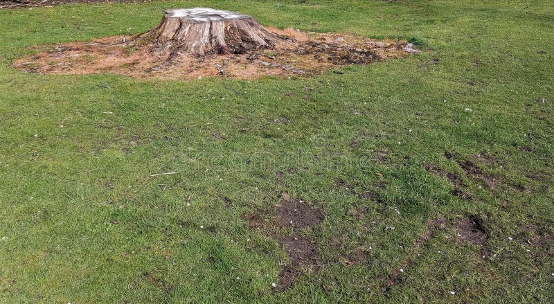 Short Tree Stump in a Green Field Stock Image - Image of grass, green ...