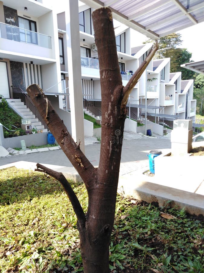 The Short Trunk of Jackfruit Tree Stock Photo - Image of jackfruit ...