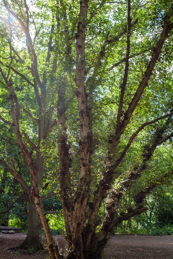 566 Tall Short Tree Photos - Free & Royalty-Free Stock Photos from ...