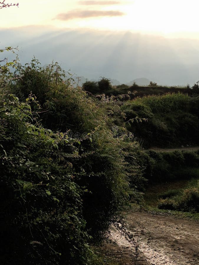 Short way in himachal stock image. Image of tree, jungle - 255574989