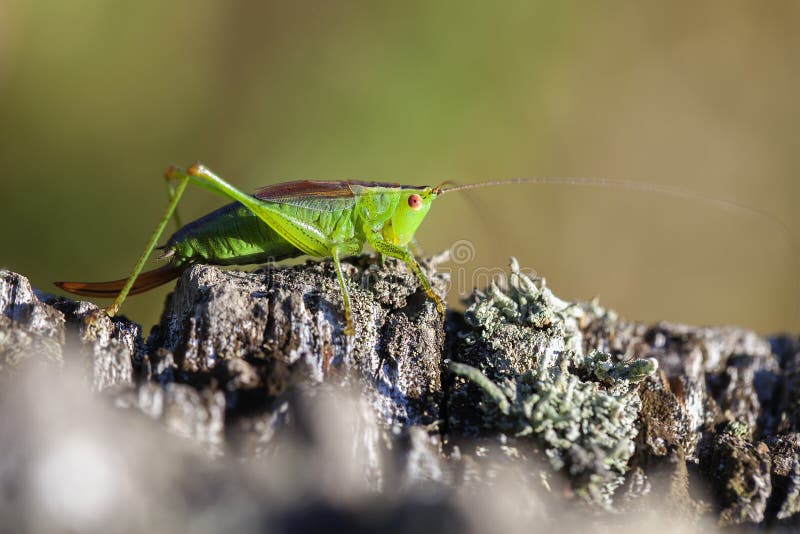 Conehead cricket on daisy stock photo. Image of cricket - 218797264