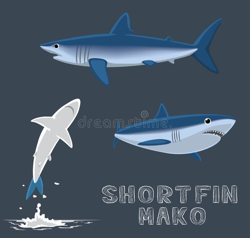 Shortfin Mako Shark Stock Illustrations – 46 Shortfin Mako Shark Stock ...