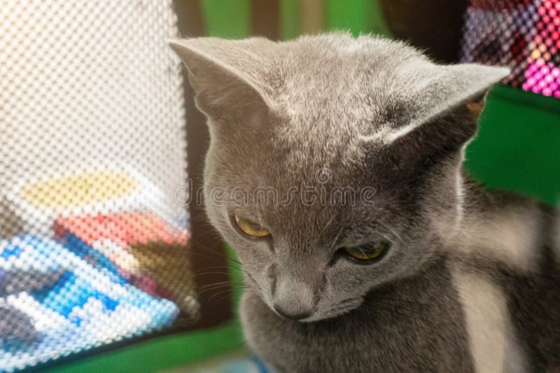 Shorthair Cat Breed Russian Blue Close-up Stock Photo - Image of house ...