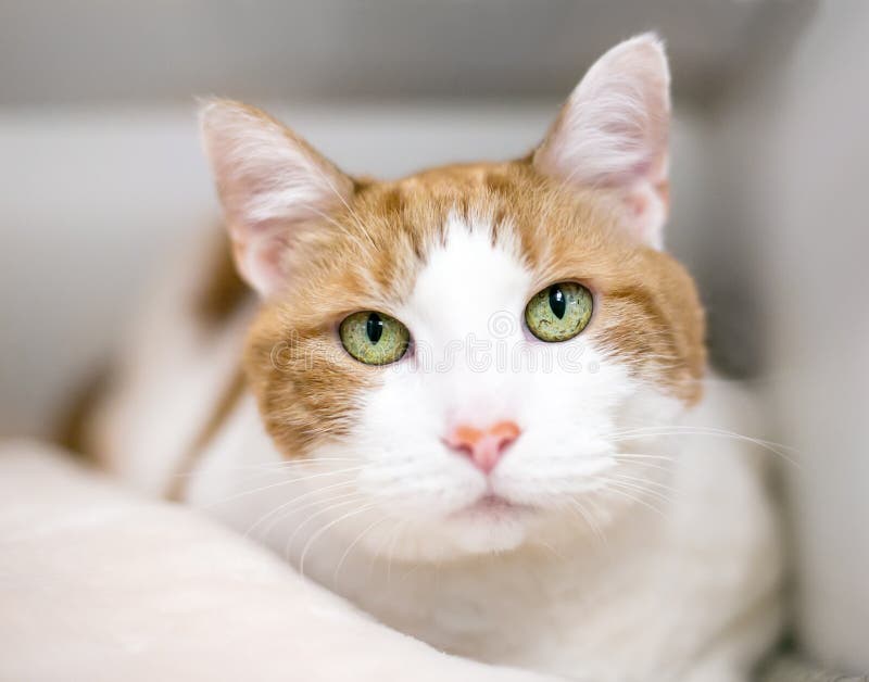 A Shorthair Cat with Iris Melanosis in Its Eyes Stock Photo - Image of ...