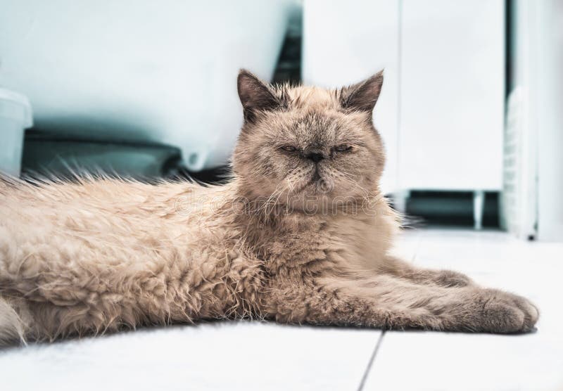 Chat Exotique De Shorthair, 8 Mois Photo stock - Image du tête ...