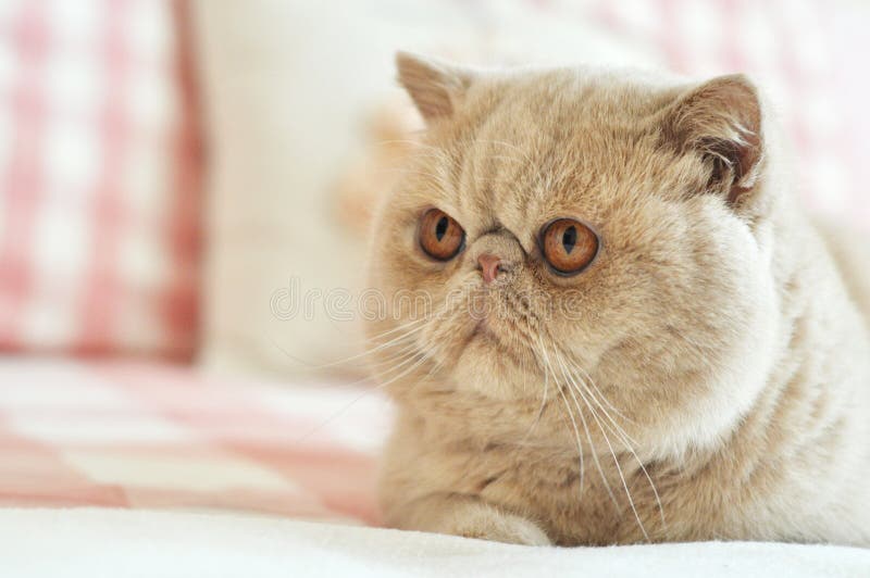 Chaton Exotique De Shorthair, 4 Mois, Se Reposant Image stock - Image ...