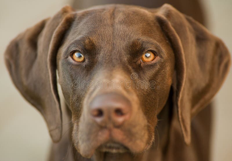 Shorthair German Pointer Eyes Stock Photo - Image of macro, crazy: 61580068