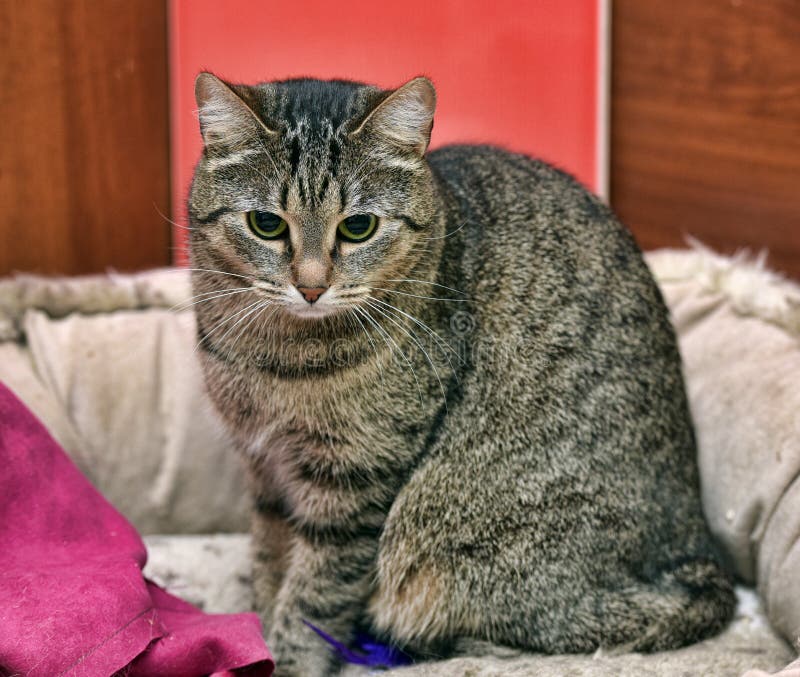 Shorthair tabby cat stock image. Image of cute, green - 63870051