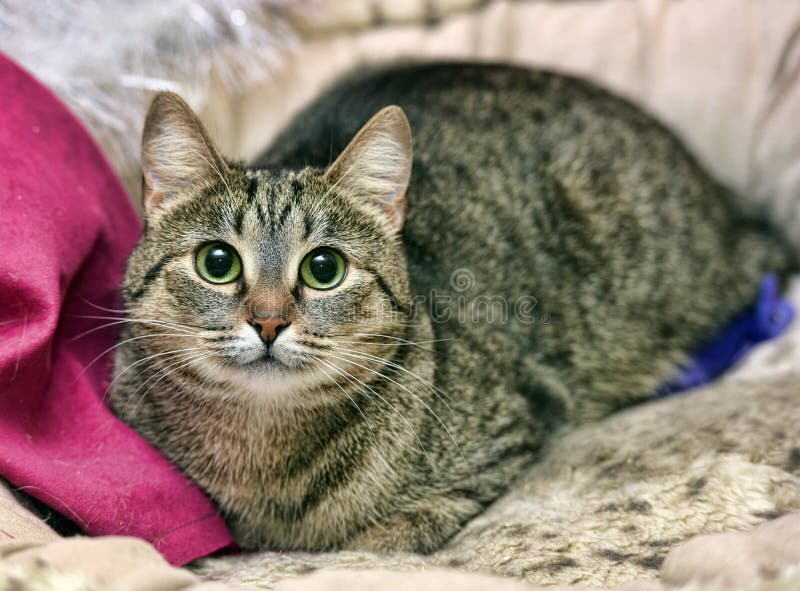 357 Smoke Tabby Stock Photos - Free & Royalty-Free Stock Photos from ...