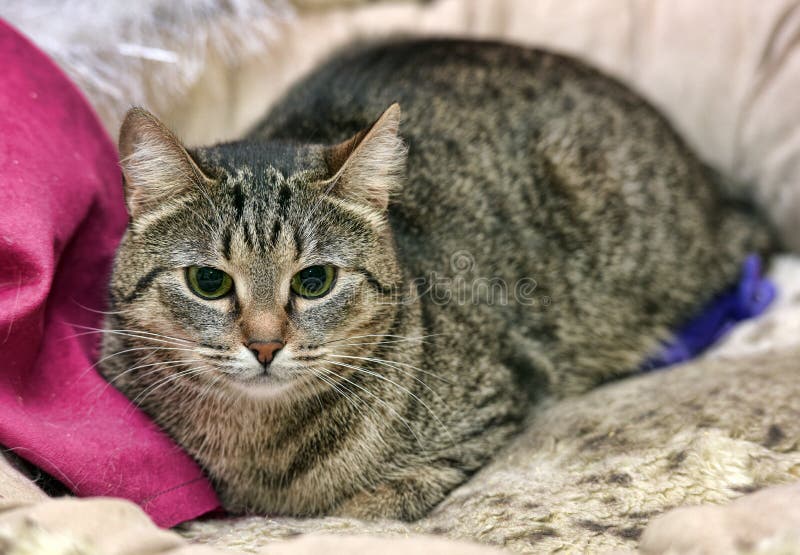 200 Black Smoke Tabby Cat Stock Photos - Free & Royalty-Free Stock ...