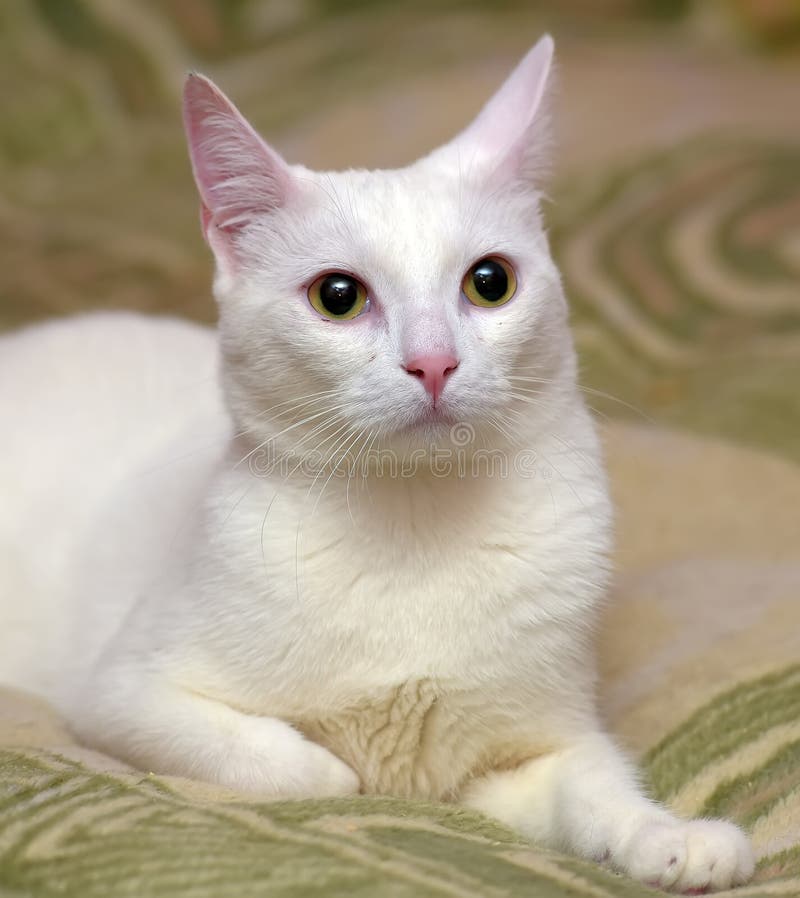 Shorthair White Cat Portrait Stock Photo - Image of kurzhaar, european ...