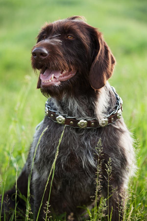 Shorthaired Pointer Hunting Dog Breed is Sitting Stock Image - Image of ...