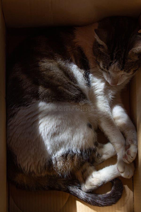 A Tabby Cat Sleeping Inside Cardboard Box. Stock Photo - Image of maid ...