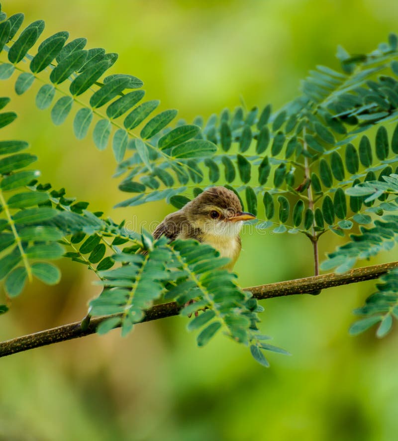 Shortwing Birds stock photo. Image of blue, orange, beak - 38362908