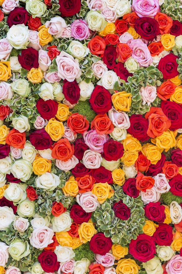Shot of Assorted Roses in Various Colors and Sizes for Showcase Stock ...
