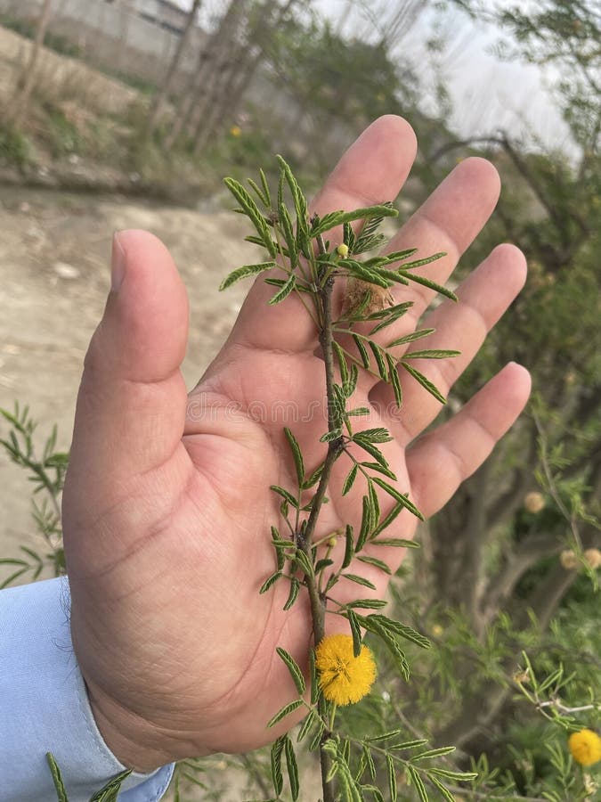 A shot of babul plant stock image. Image of foliage - 370519575