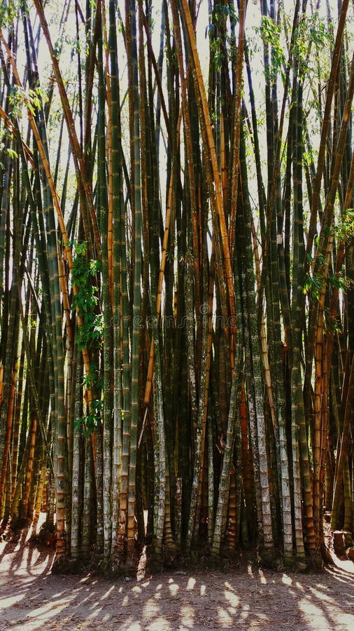 Shot of the Bamboo Trees in the Park. Nature Stock Photo - Image of ...