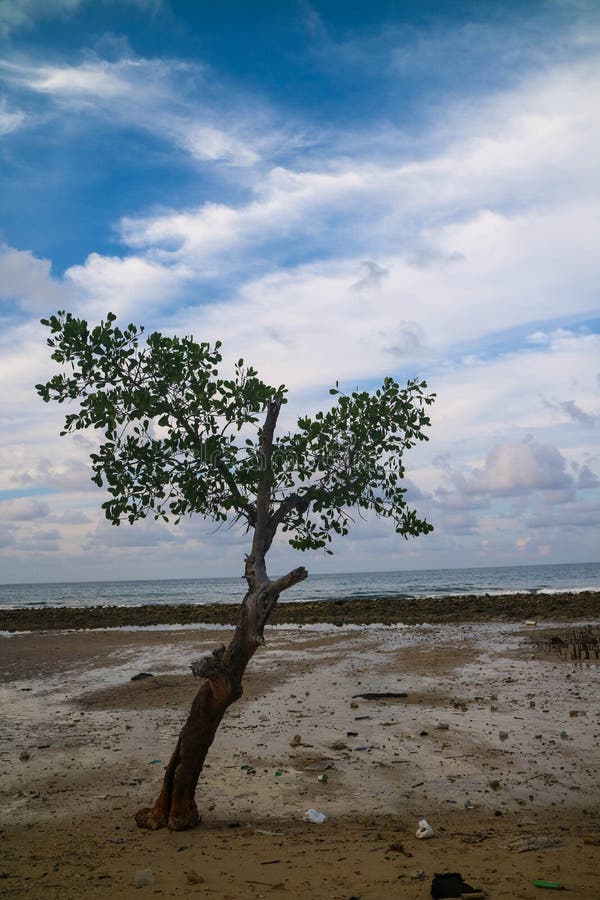 Shot on the Beach, Lush Trees with a Backdrop of the Ocean Stock Image ...