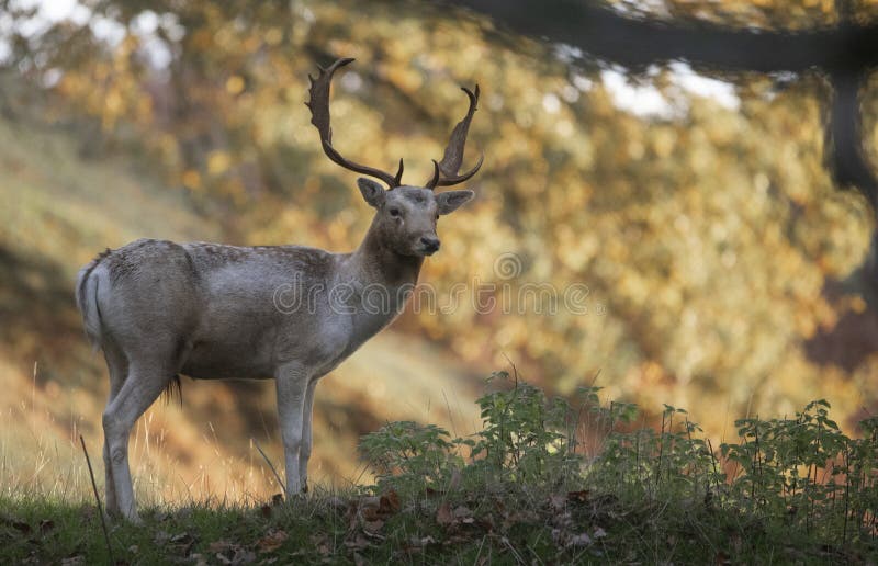 Fallow deer buck stock image. Image of deer, four, buck - 138704289