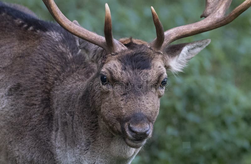 Fallow deer buck stock photo. Image of orange, shot - 138704234