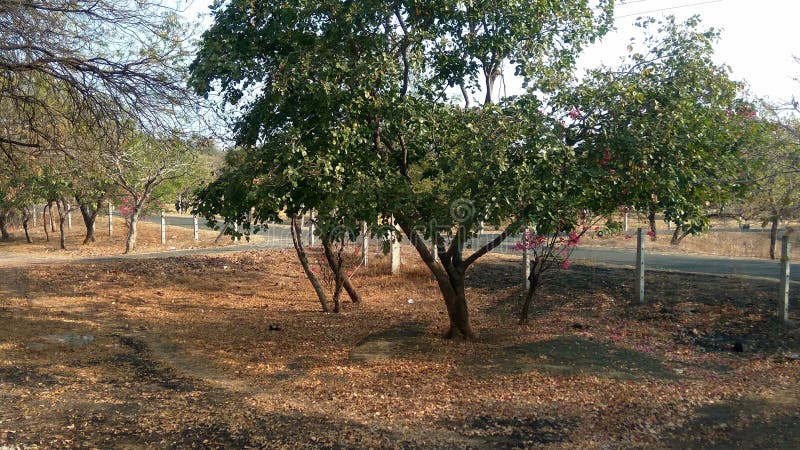 Shot of a Beautiful Green Tree Growing on a Roadside Stock Photo ...