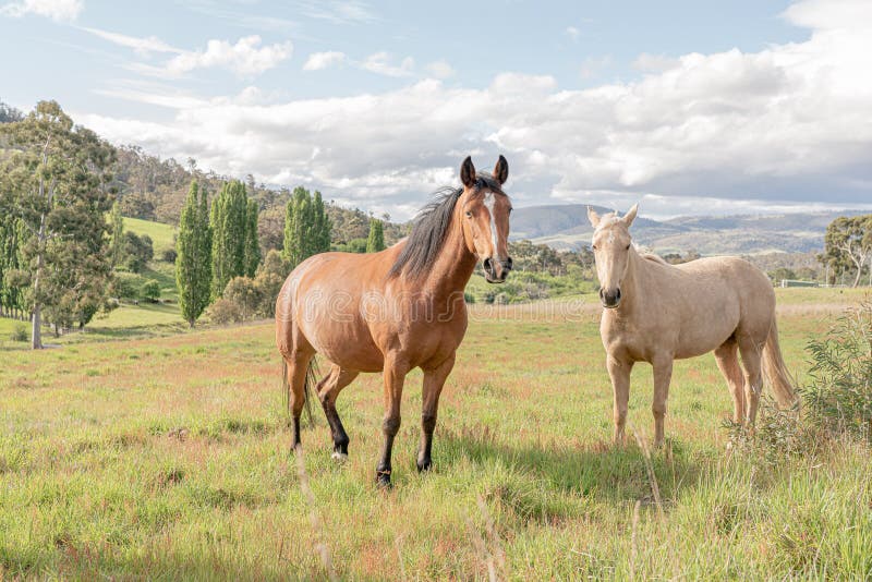 Shot of Beautiful Horses in Tasmania, Australia Stock Image - Image of ...