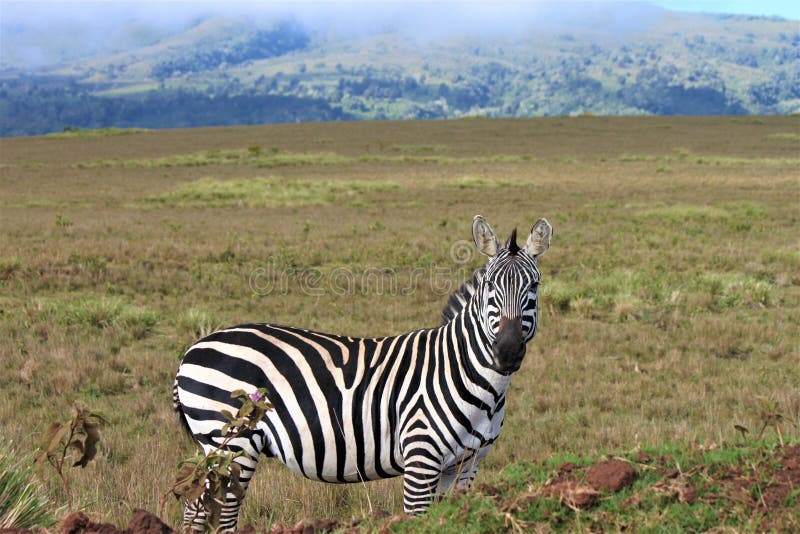 Shot of a Beautiful Zebra in the Field Stock Photo - Image of ...