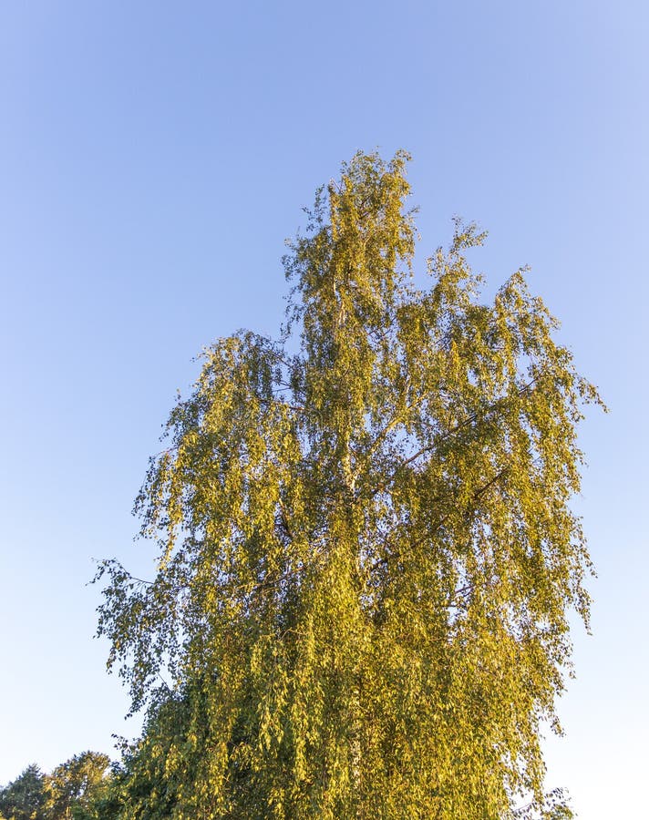 Shot of the Big Birch Tree. Nature Stock Photo - Image of landscape ...