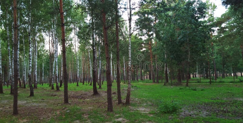Shot of the Big Birch Trees in the Forest. Nature Stock Photo - Image ...