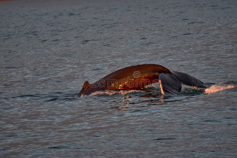 Shot of a Big Fish Swimming in the Ocean Stock Photo - Image of ...