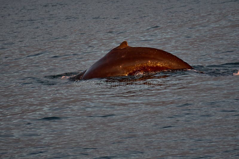 Shot of a Big Fish Swimming in the Ocean Stock Photo - Image of fresh ...