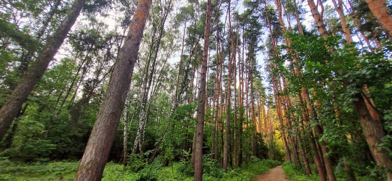Shot of the Big Pine Trees in the Forest. Nature Stock Photo - Image of ...